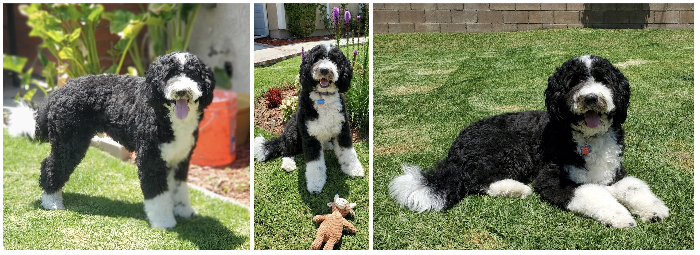 Meet the Parents – Beloved Bernedoodles