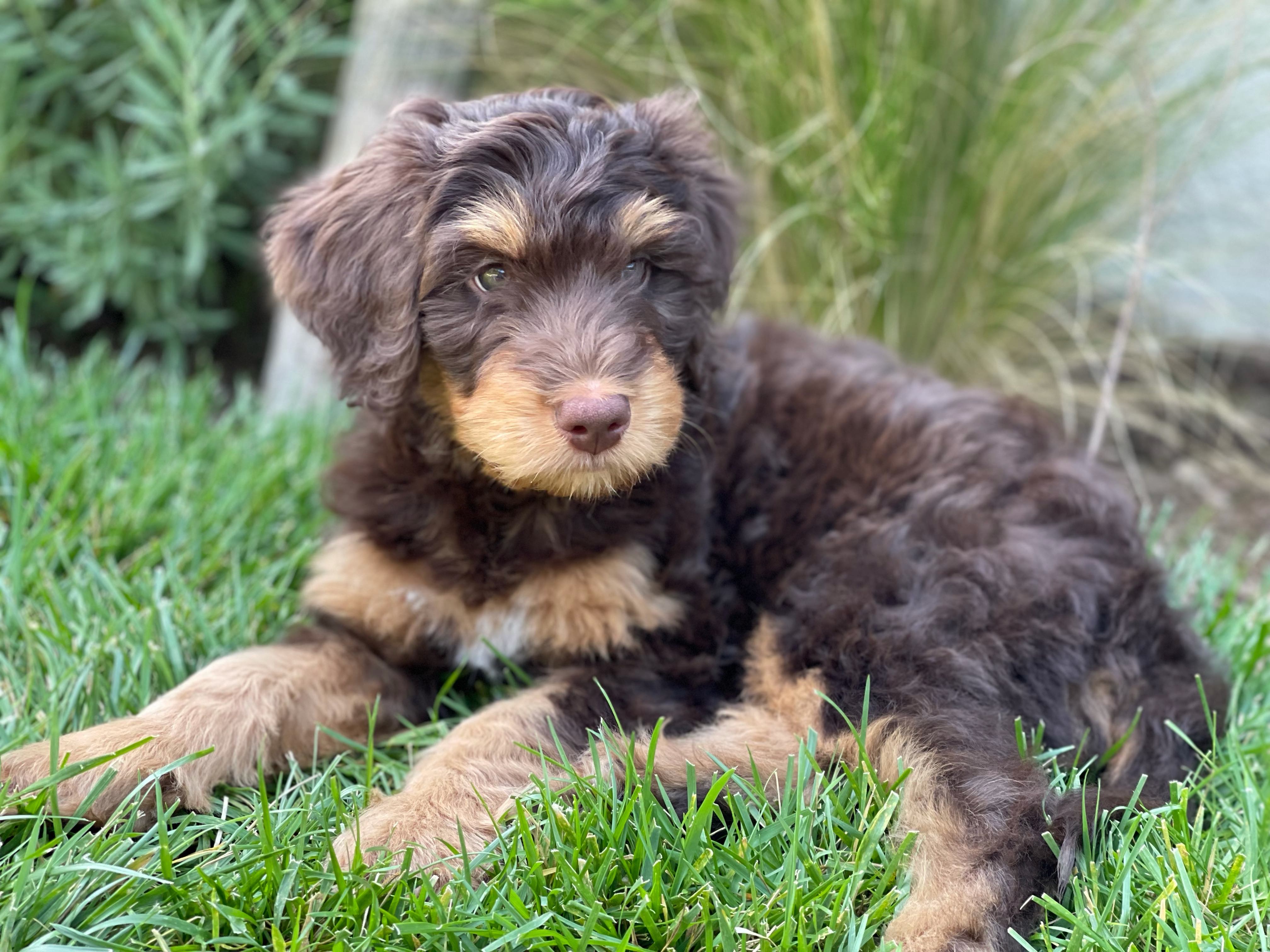Find the Right Bernedoodle Breeder – Beloved Bernedoodles