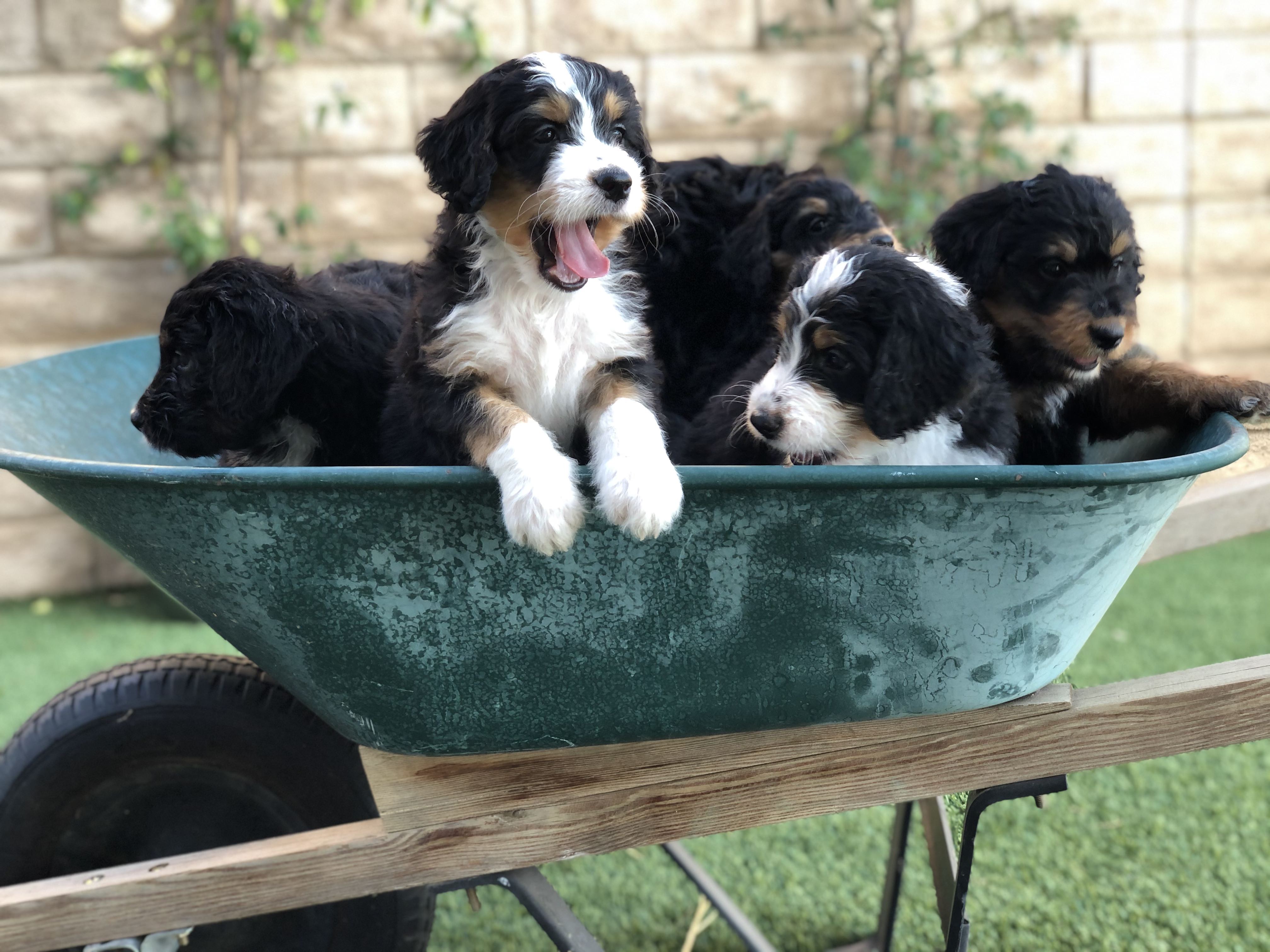 Beloved Bernedoodles – We are a boutique breeder of well-loved, home ...
