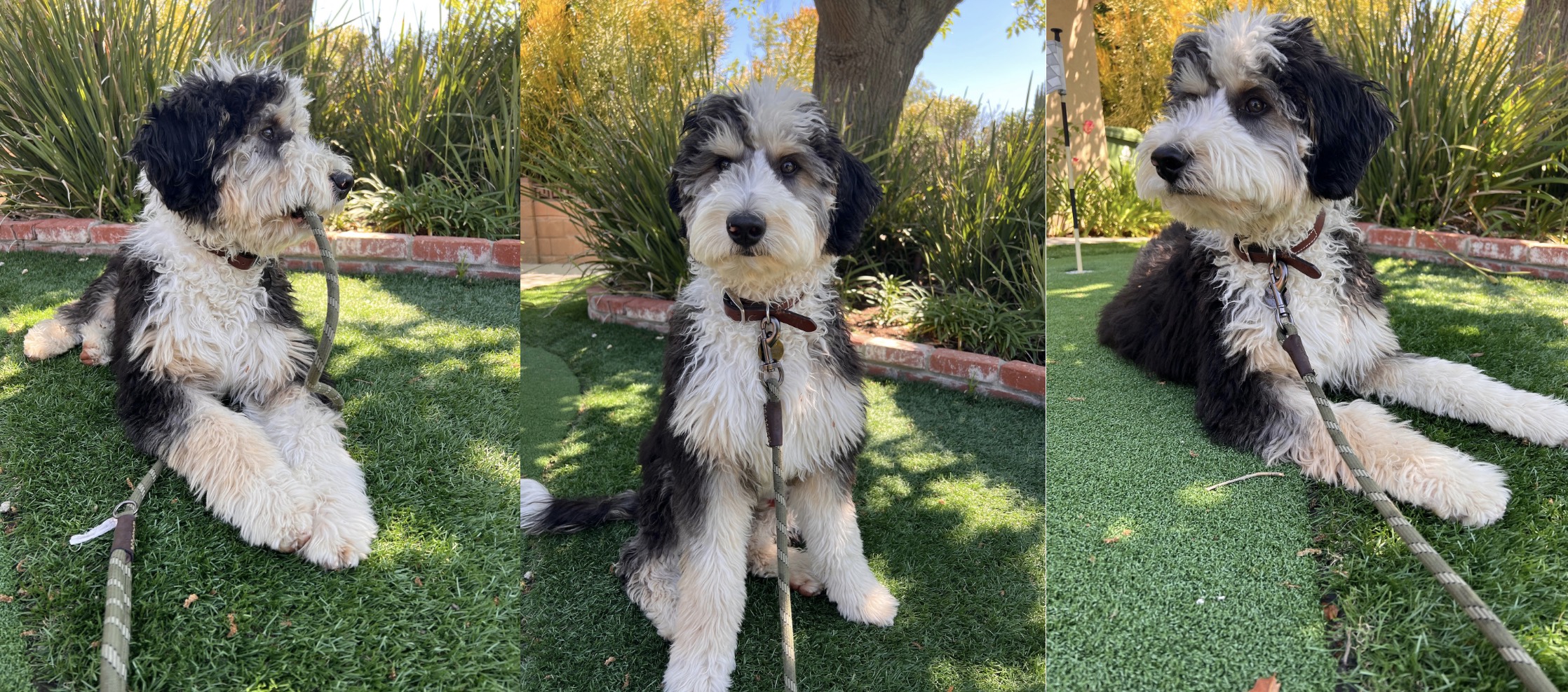 Meet the Parents – Beloved Bernedoodles