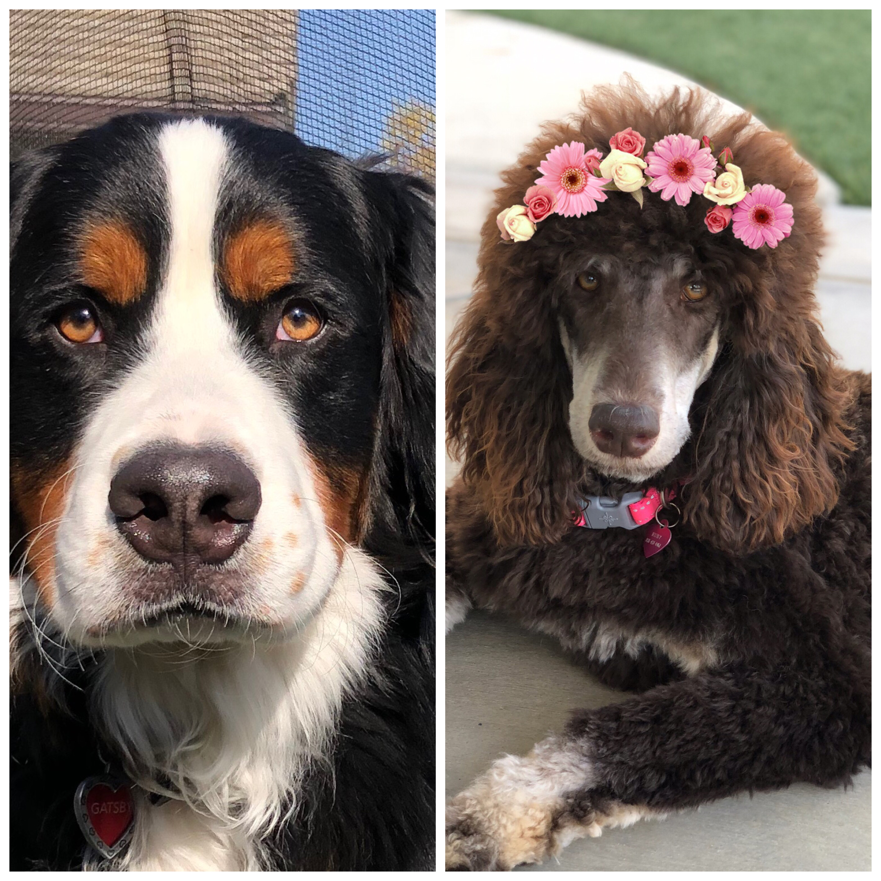 Beloved Bernedoodles – We are a boutique breeder of well-loved, home ...