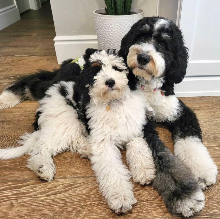 Beloved Bernedoodles – We are a boutique breeder of well-loved, home ...