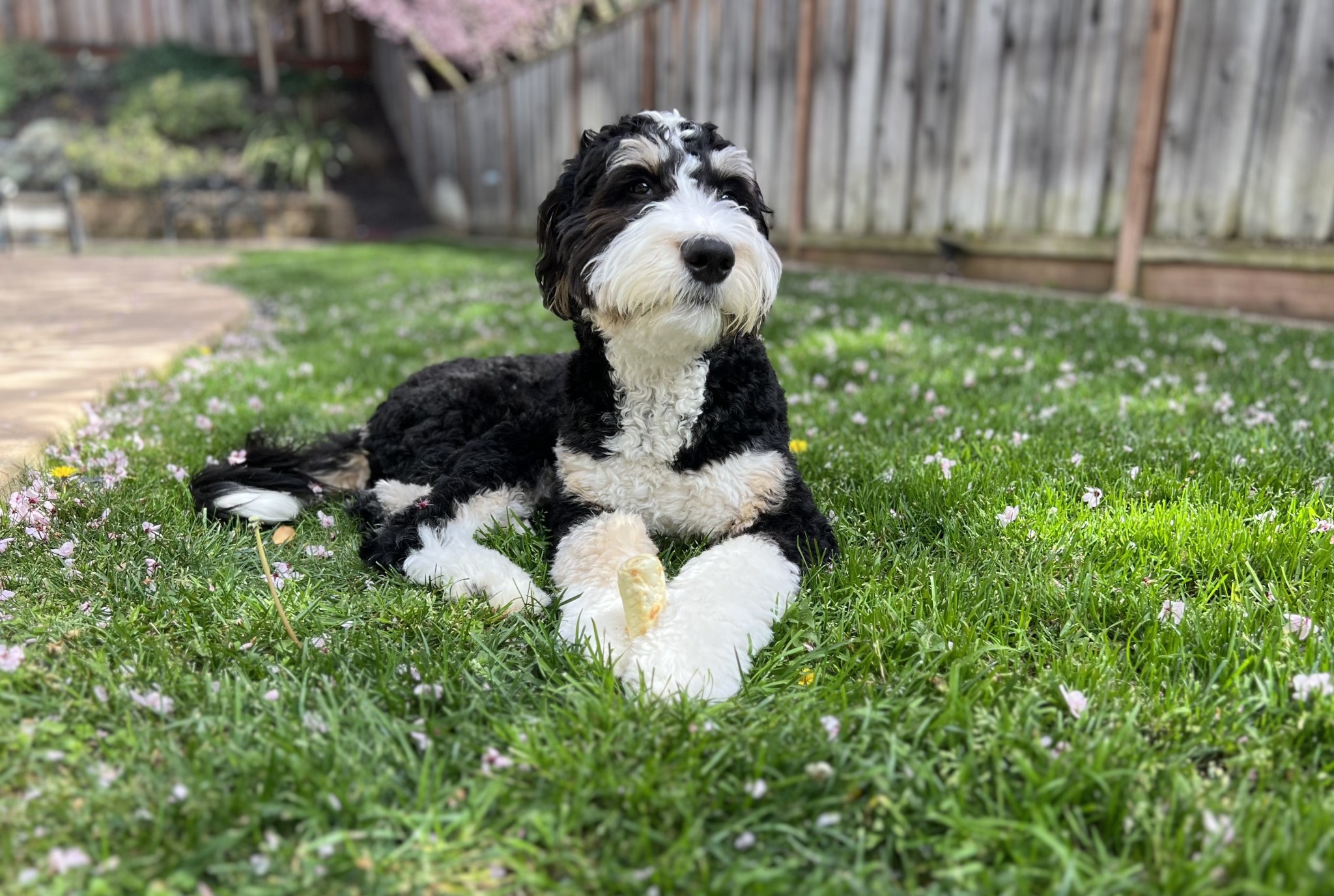 Beloved Bernedoodles – We are a boutique breeder of well-loved, home ...